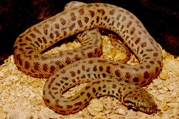 A Guide to Australian Pythons in Captivity - ABK Publications