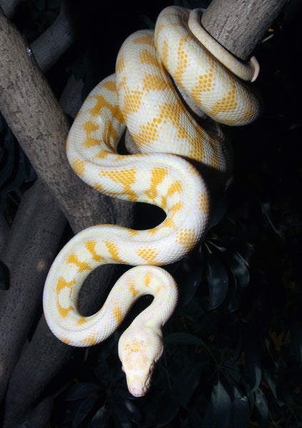 A Guide to Australian Pythons in Captivity - ABK Publications